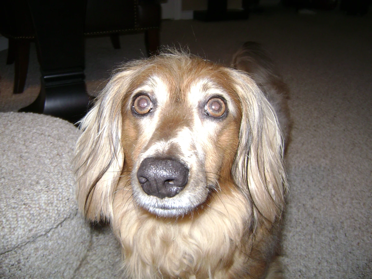 Dachshund | Dogs and Puppies Wiki | Fandom