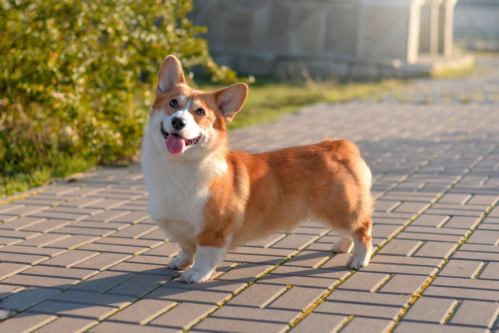 Corgi Dogs