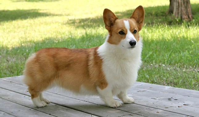 Corgi | Wikia Dogs | Fandom