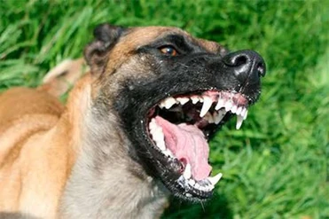 Belgian Malinois | Dogs and Puppies Wiki | Fandom