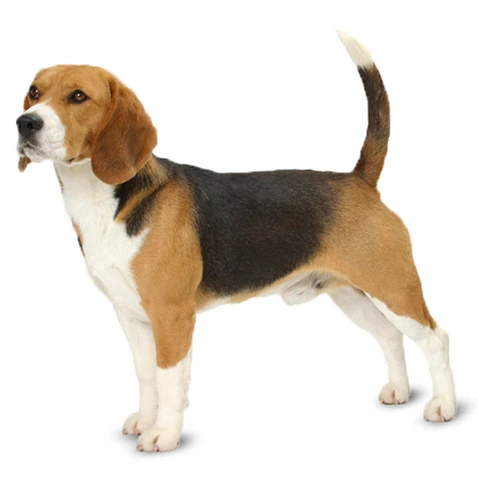 Beagle | Dogs and Puppies Wiki | Fandom