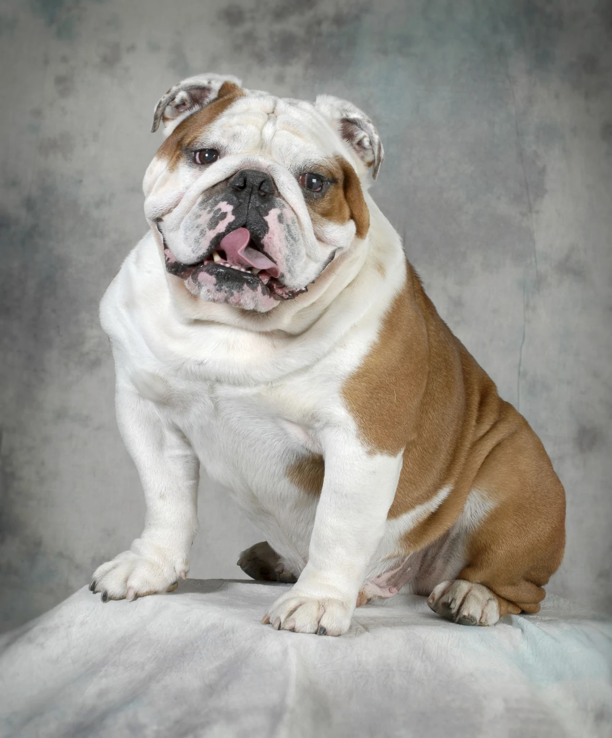 Bulldog | Dogs and Puppies Wiki | Fandom