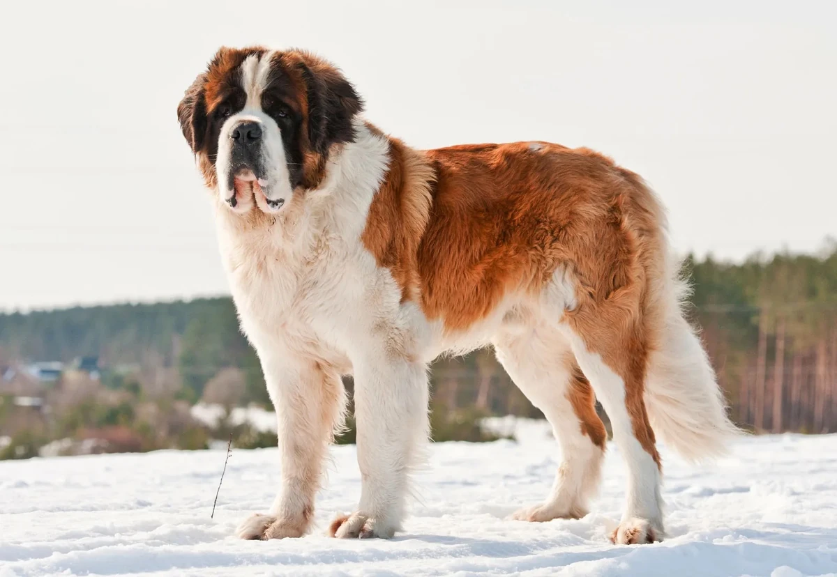 Saint Bernard | Dogs and Puppies Wiki | Fandom