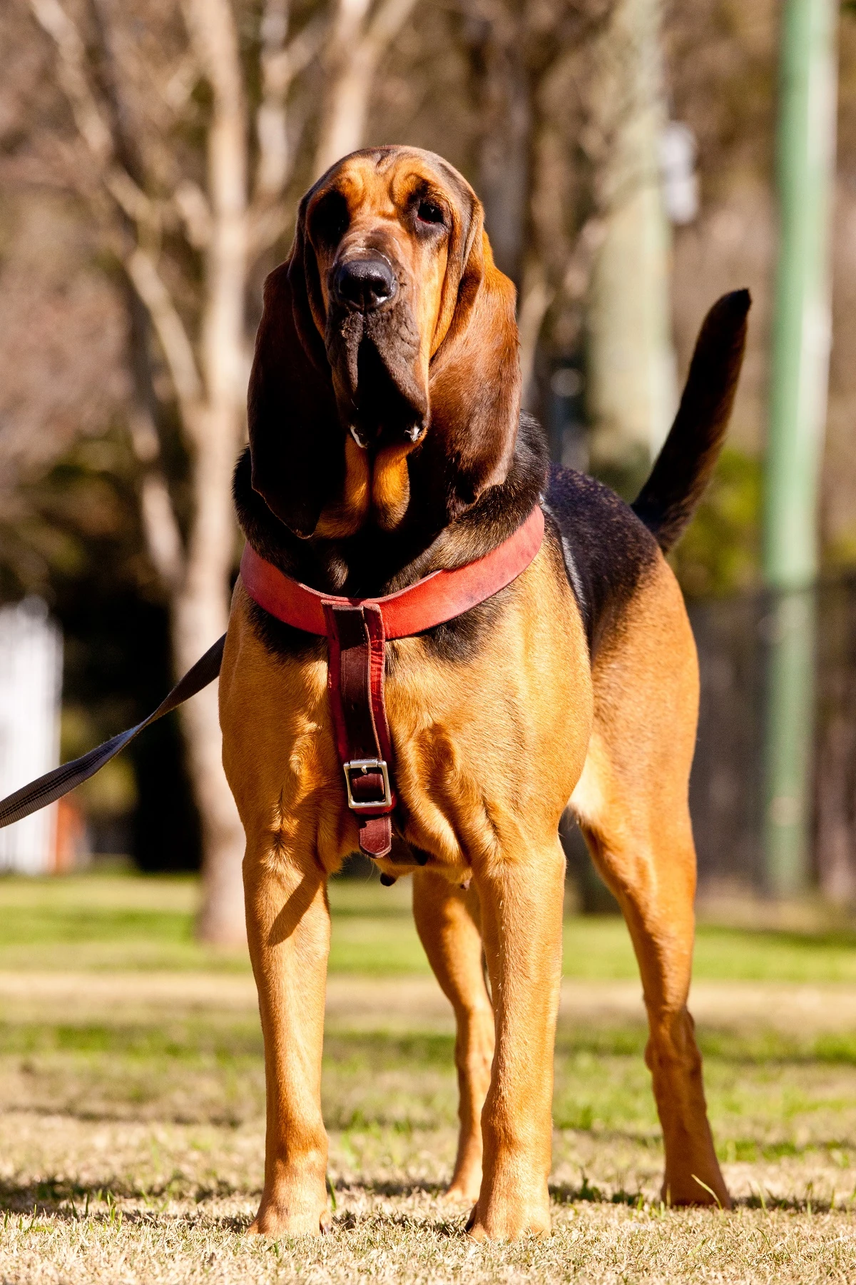 Bloodhound | Wikia Dogs | Fandom