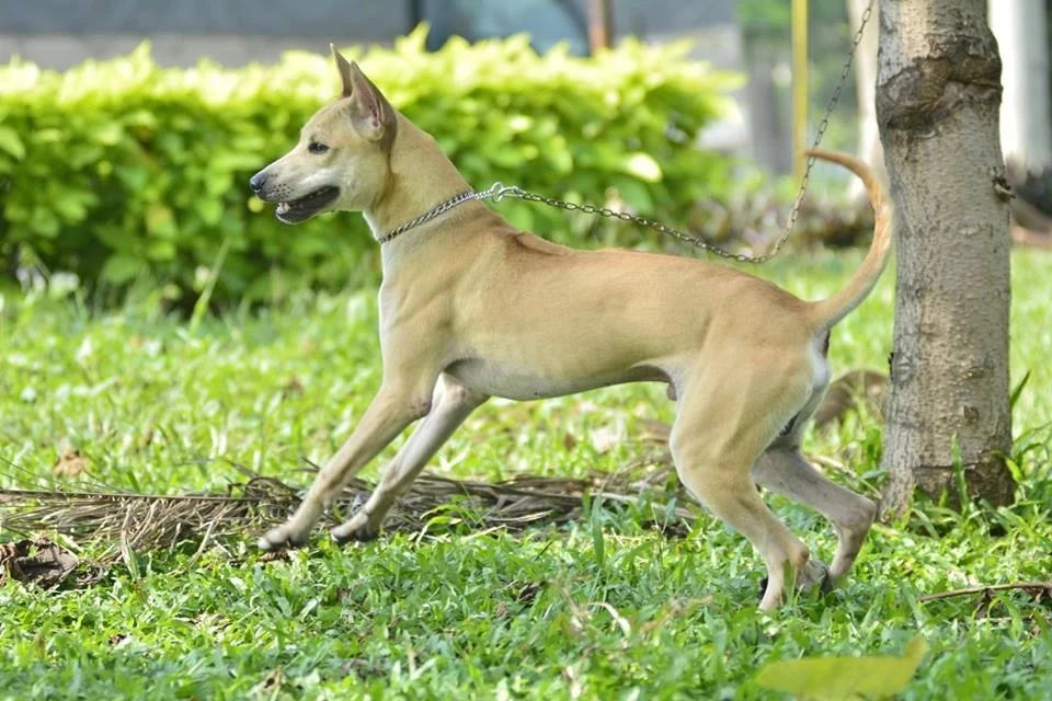 Phu Quoc Ridgeback | Dogs and Puppies Wiki | Fandom