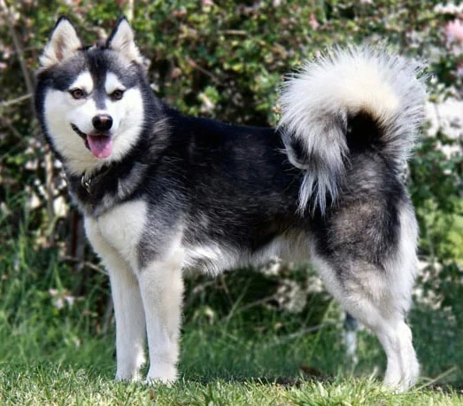 Alaskan Klee Kai | Dogs and Puppies Wiki | Fandom