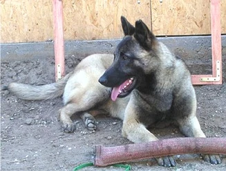 Belgian Malinois | Dogs and Puppies Wiki | Fandom