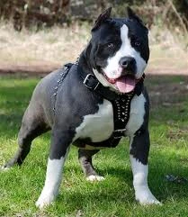 American Pit Bull Terrier | Dogs and Puppies Wiki | Fandom