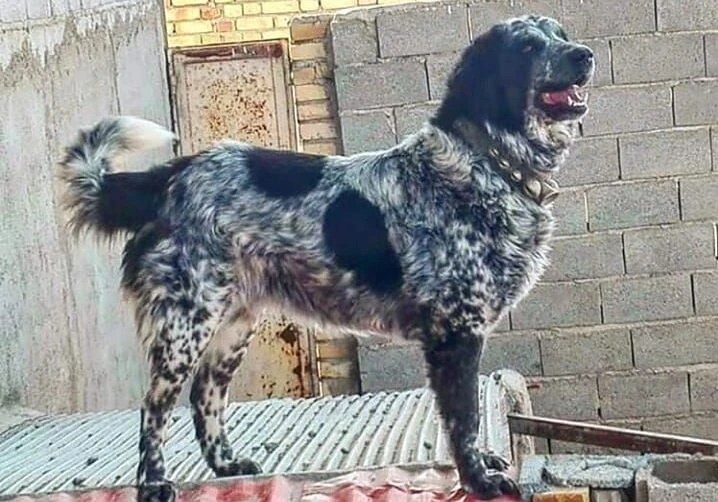 Ghadrejani | Dogs and Puppies Wiki | Fandom