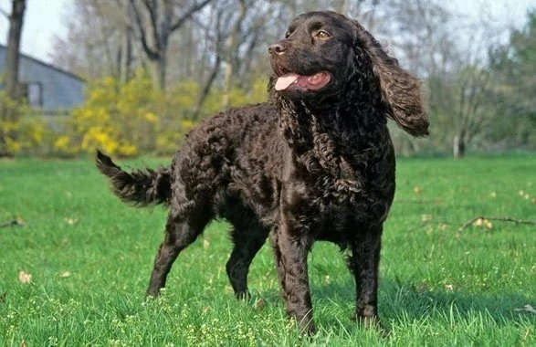 American Water Spaniel | Dogs and Puppies Wiki | Fandom