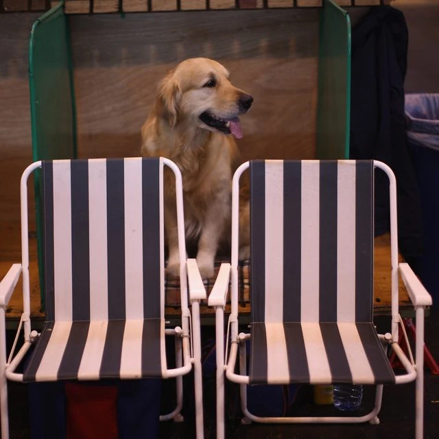 Trucos | Wikia Dogs | Fandom