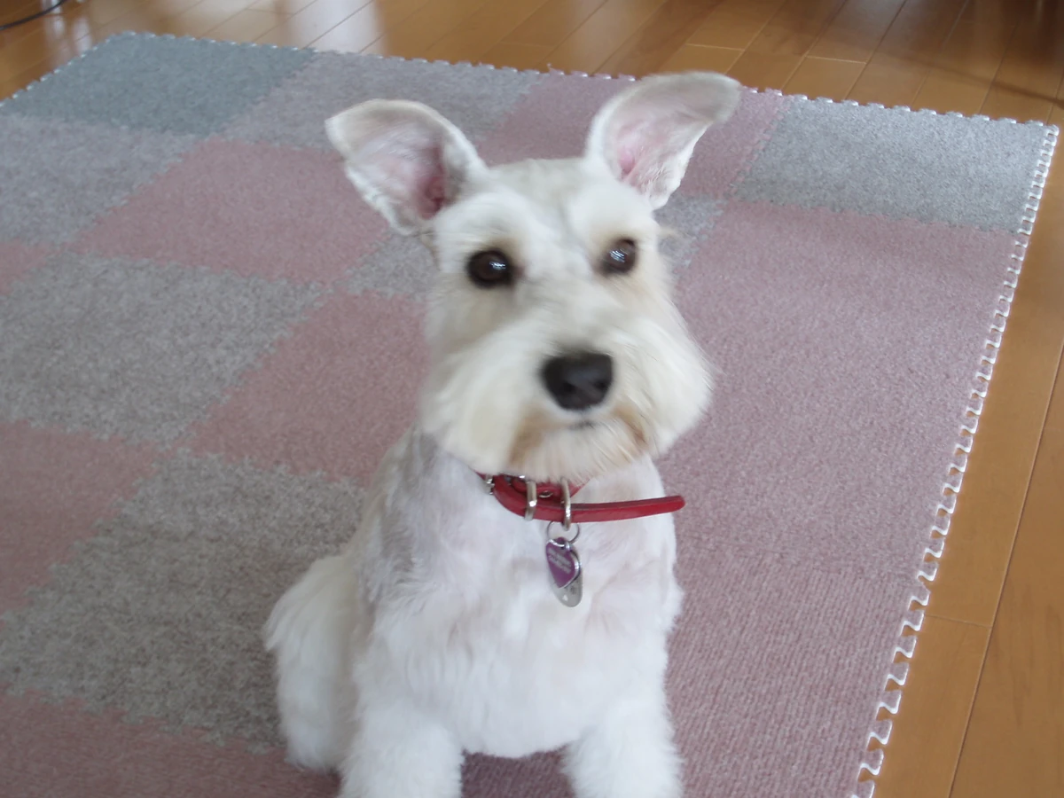 Miniature Schnauzer | Dogs and Puppies Wiki | Fandom