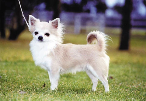 Cherokee Monarch | Dogs and Puppies Wiki | Fandom