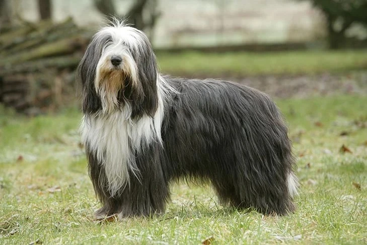 Bearded Collie | Dogs and Puppies Wiki | Fandom