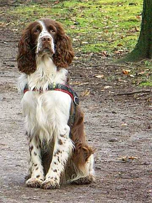 Spaniel | Dogs and Puppies Wiki | Fandom