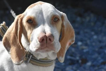 Turkish Pointer | Dogs and Puppies Wiki | Fandom