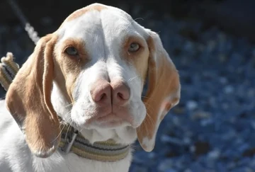 spanish double nosed pointer