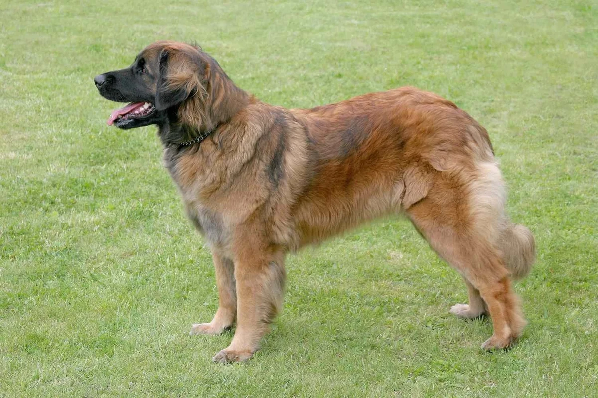 Leonberger | Dogs and Puppies Wiki | Fandom