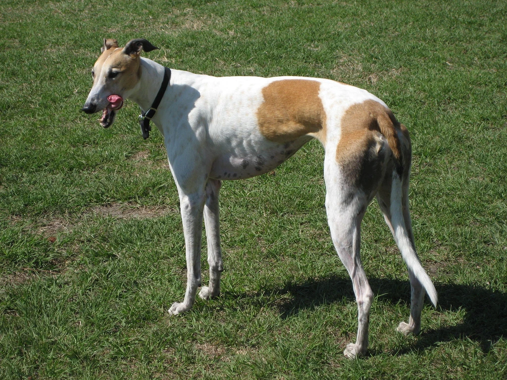 Greyhound | Dogs and Puppies Wiki | Fandom