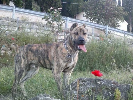 Dogo Sardo | Dogs and Puppies Wiki | Fandom