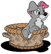 Scamp | Dog Wiki | Fandom