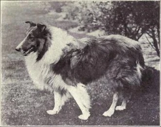 Rough Collie | Dog Wiki | Fandom