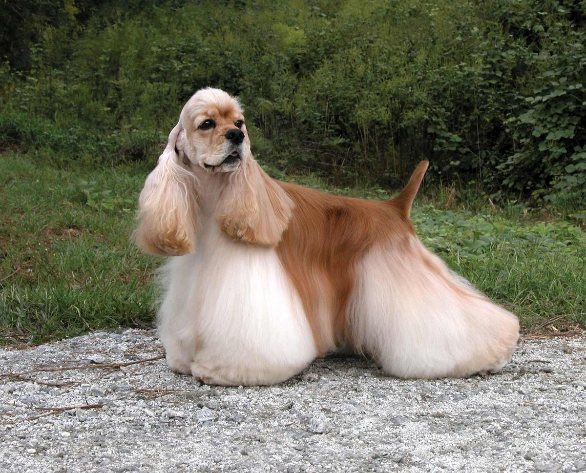 American Cocker Spaniel | Dog Wiki | Fandom