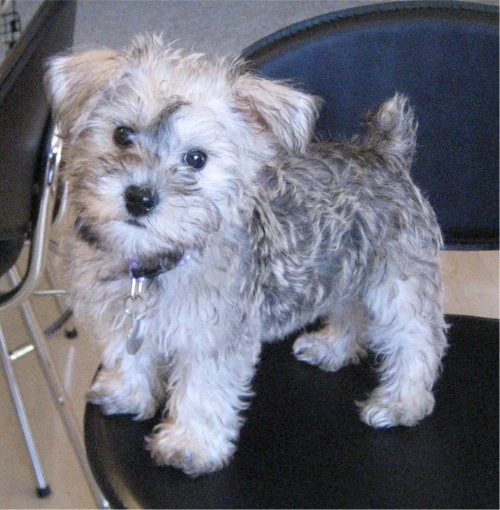 Schnoodle | Dog Wiki | Fandom