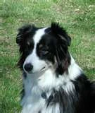 Australian Collie | Dog Wiki | Fandom