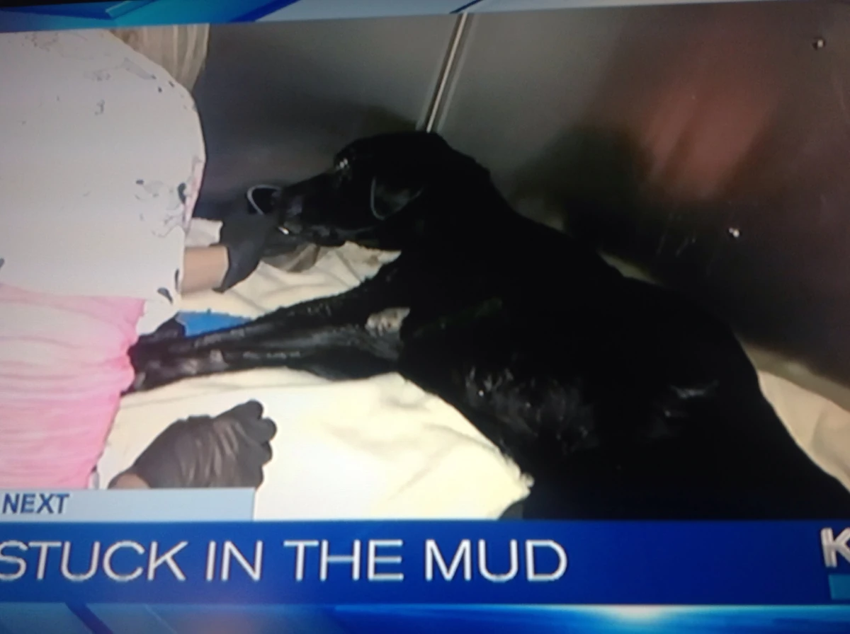 User blog:02Cool44/Poor dog stuck in mud | Dog Wiki | Fandom