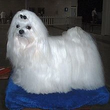 Maltese (dog) | Dog Wiki | Fandom