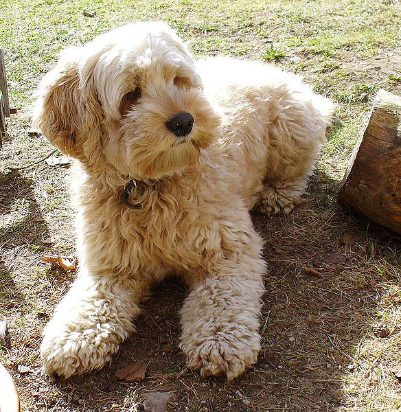 Cocker Spaniel Poodle Mix Full Grown