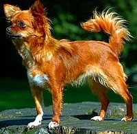 Chihuahua (dog) | Dog Wiki | Fandom