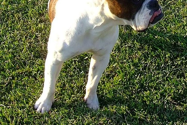 Valley Bulldog Dog Breed Guide