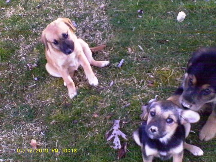 Cupcake | Dogs&cats Wiki | Fandom