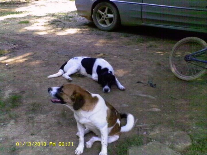 Loner | Dogs&cats Wiki | Fandom