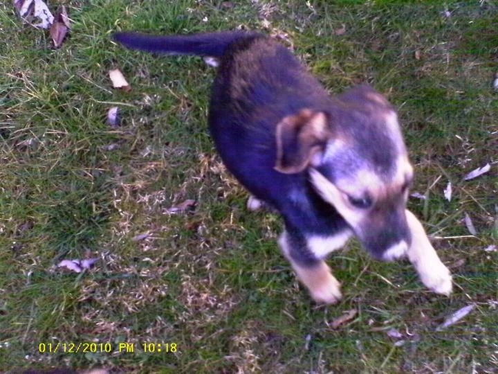 Scout | Dogs&cats Wiki | Fandom