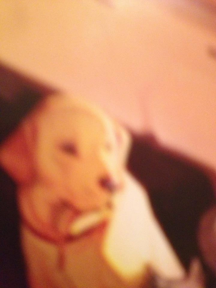 Boji | Dogsofthedrownedcity Wiki | Fandom