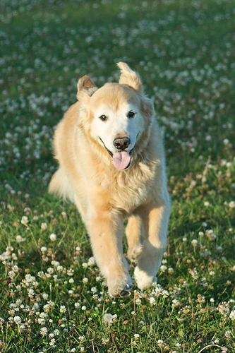 Blaze | DOGS REIGN Wiki | Fandom