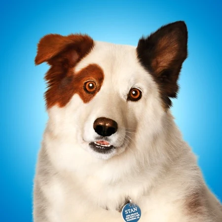 What Breed Of Dog Is Stan From Dog With A Blog