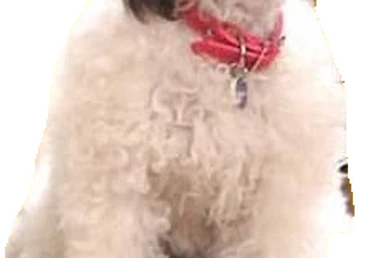 When Did Kuma From Dog With A Blog Die