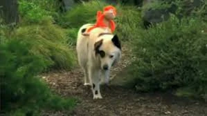 Robert/Gallery | Dog With A Blog Wiki | Fandom