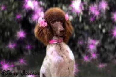 When Did Kuma From Dog With A Blog Die