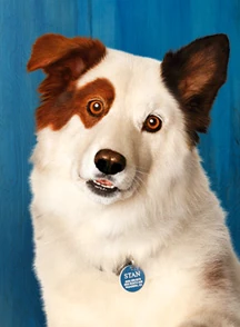 Category:Stan | Dog With A Blog Wiki | Fandom