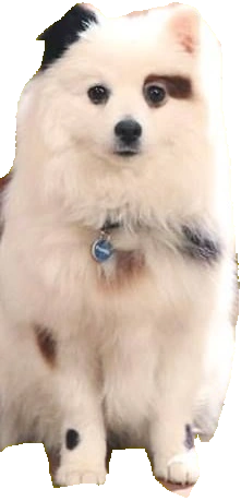 Freddy | Dog With A Blog Wiki | Fandom