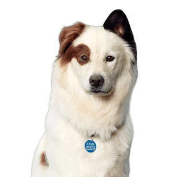 When Did Kuma From Dog With A Blog Die