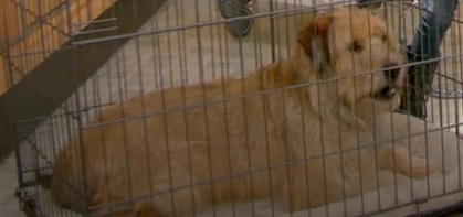 Buster | Dog With A Blog Wiki | Fandom