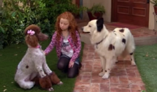 Stan Falls in Love | Dog With A Blog Wiki | Fandom