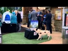 The Mutt and the Mogul/Gallery | Dog With A Blog Wiki | Fandom