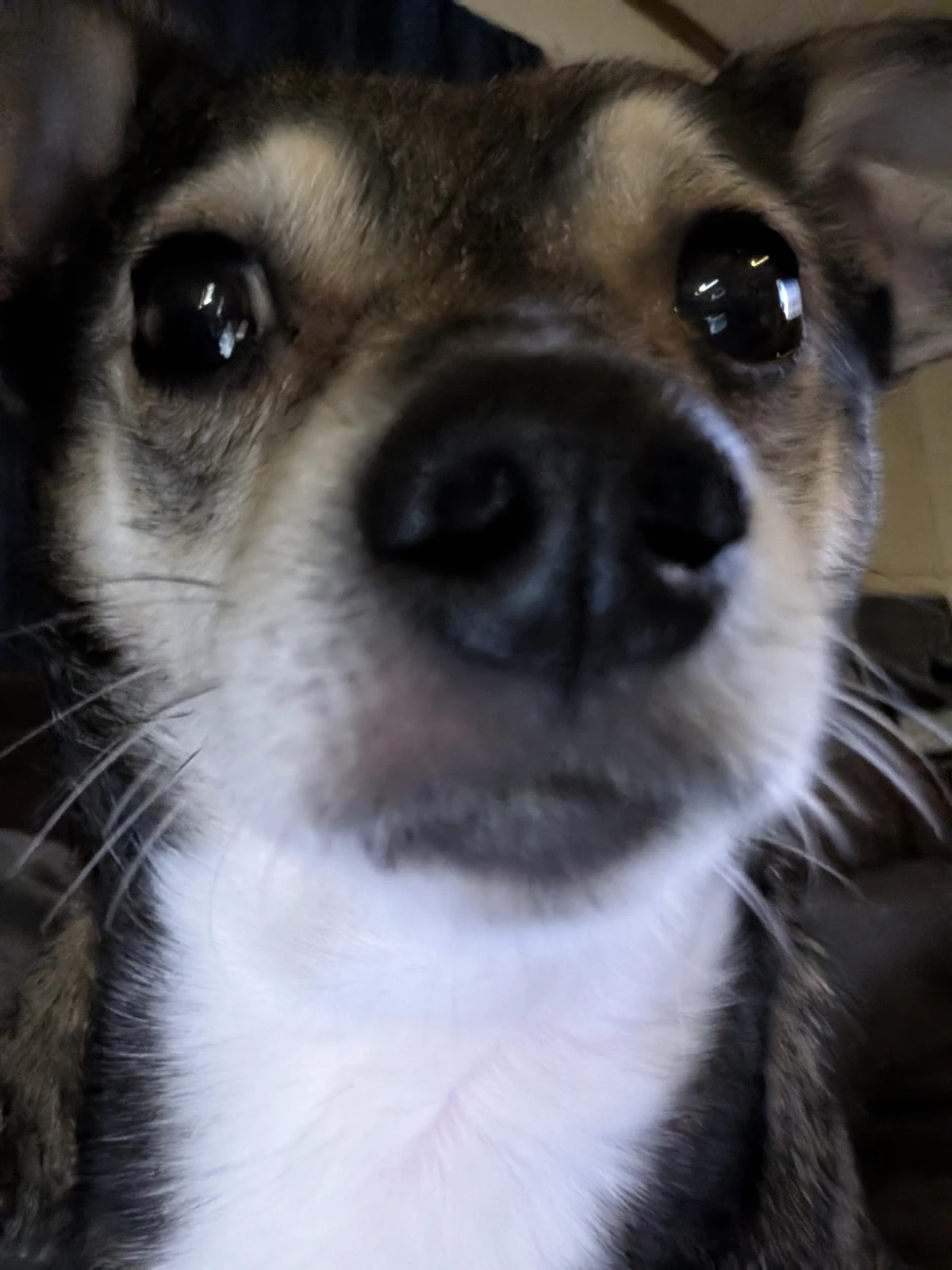 Cookie | Doki Doki Literature Club Fanon Wiki | Fandom